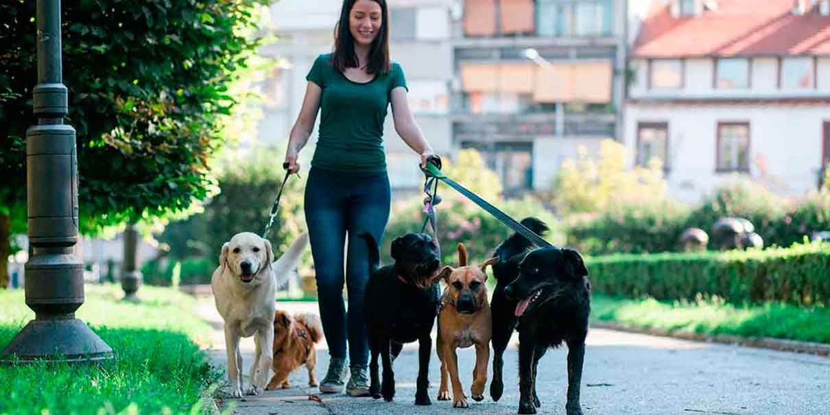 Paseadores de perros en CDMX: el oficio que puede pagar más que una ...