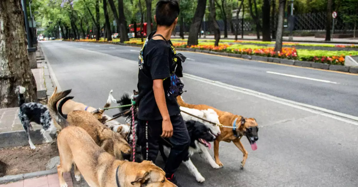 Paseadores de perros en CDMX: el oficio que puede pagar más que una ...